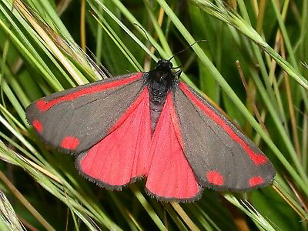 Papillon Rouge - Leparfumlechic